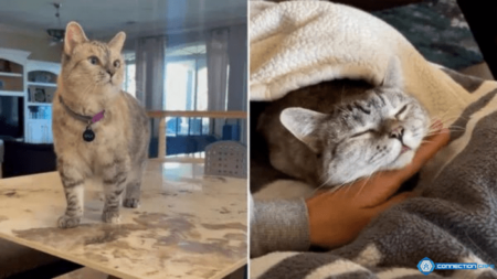 Meet Nala Cat: The Instagram Star With A Ton Of Followers - Tymoff ...